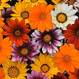 Outsidepride Gazania New Day Mix Heat & Drought Tolerant Garden Flower & Ground Cover Plants - 200 Seeds
