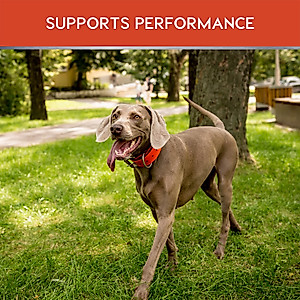 Aspen Green USDA Certified Organic Hemp Oil for Dogs & Cats - Helps with Calming and Mobility - Dog Hemp Oil Drops May Support Occasional Dog & Cat Anxiety Relief (Bacon Flavored, for Large Pets)