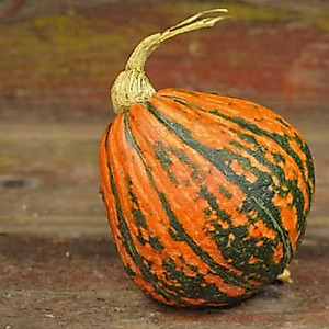 CHUXAY GARDEN Lakota Squash Seed 40 Seeds Delicious Winter Squash Beautiful Vegetable Popular for Baking Easy Grow