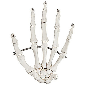 Axis Scientific Skeletal Hand | Left | Fully Articulated Flexible Hand Skeleton is Secured with Quality Wire to Demonstrate Movement | Includes Product Manual
