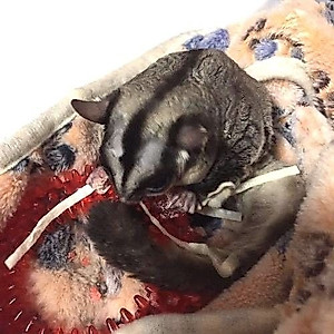 Polar Bear's Pet Shop 1 Pcs Family Pack Fish Flavor Sugar Glider Hamster Squirrel Chinchillas Small Animals Sandwich Snacks and Food (120g)