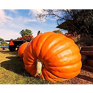Giant Pumpkin Titan Seeds 10 Seeds for Planting Vegetable Garden Squash Gourd Seeds