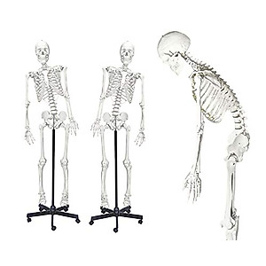 Human Skeleton Model, Natural Size & Color - Flexible Spine & Joints - Nerve Branches - Rod Mount with Rolling Base - Eisco Labs