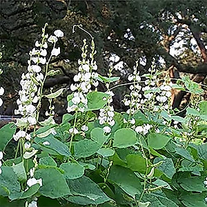 QAUZUY GARDEN 10 White Hyacinth Bean - Lablab Purpureus Seeds | Organic Non-GMO Heirloom Vegetable Seeds & Fresh Garden Seeds | High Yield Edible Ornamental Vining Plant