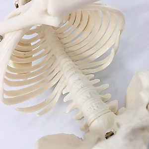 Merinden Mini Human Skeleton Model, 17.72” Petite Human Bones Model with Movable Arms, Legs and Stand, for Student, Kid to Study Small Human Skeletal System Anatomy, Physiology and to Decor Halloween