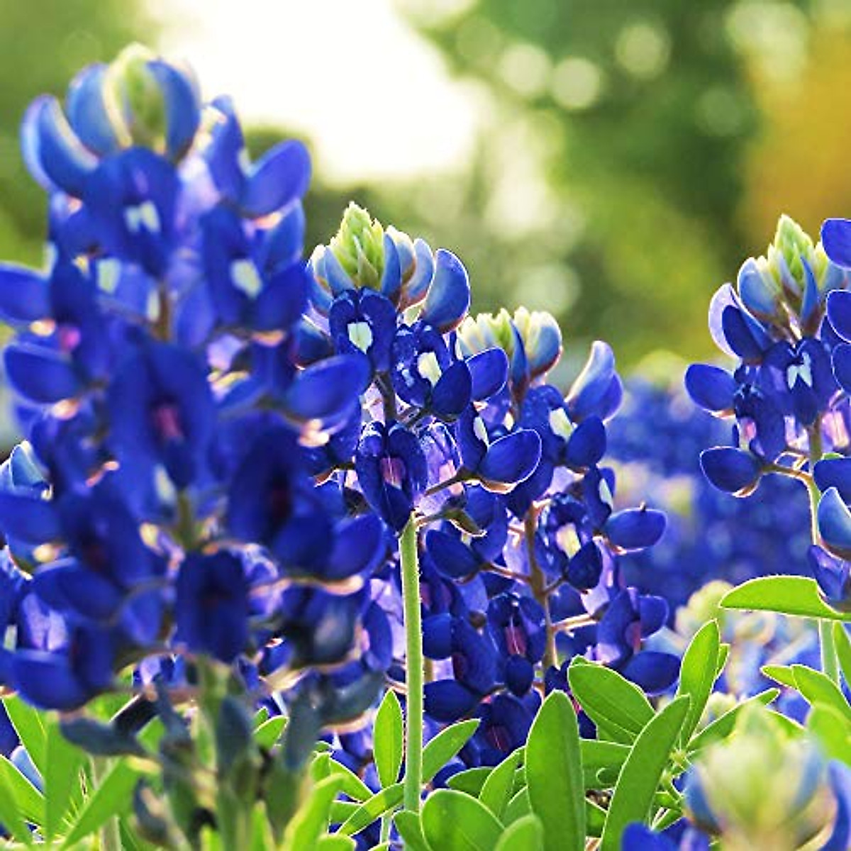 Outsidepride Perennial Texas Bluebonnet Wild Flowers - 500 Seeds