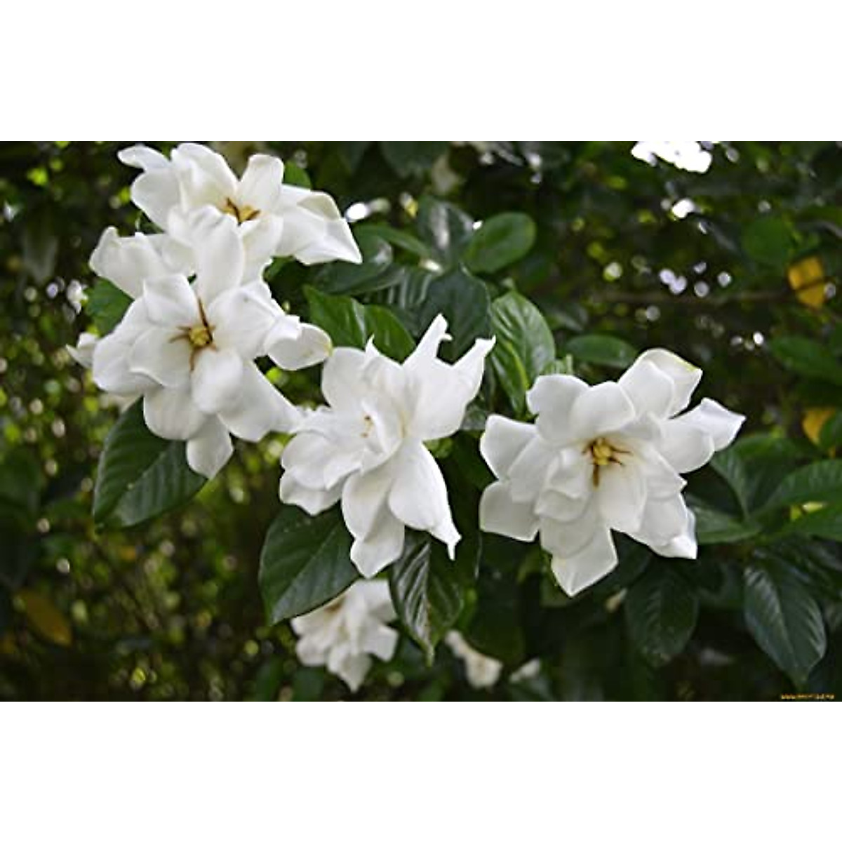 Gardenia Seeds, White Fragrant Blooms and Glossy Green Foliage-50 Seeds