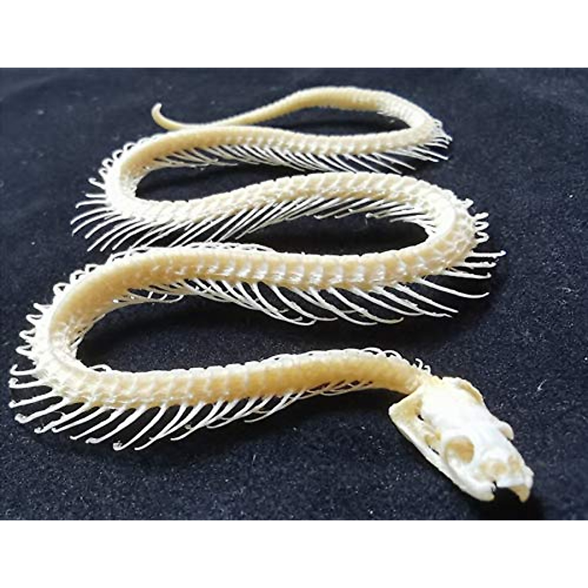 Real Snake Skeleton Animal Specimen in Science Classroom Specimens for Science Education
