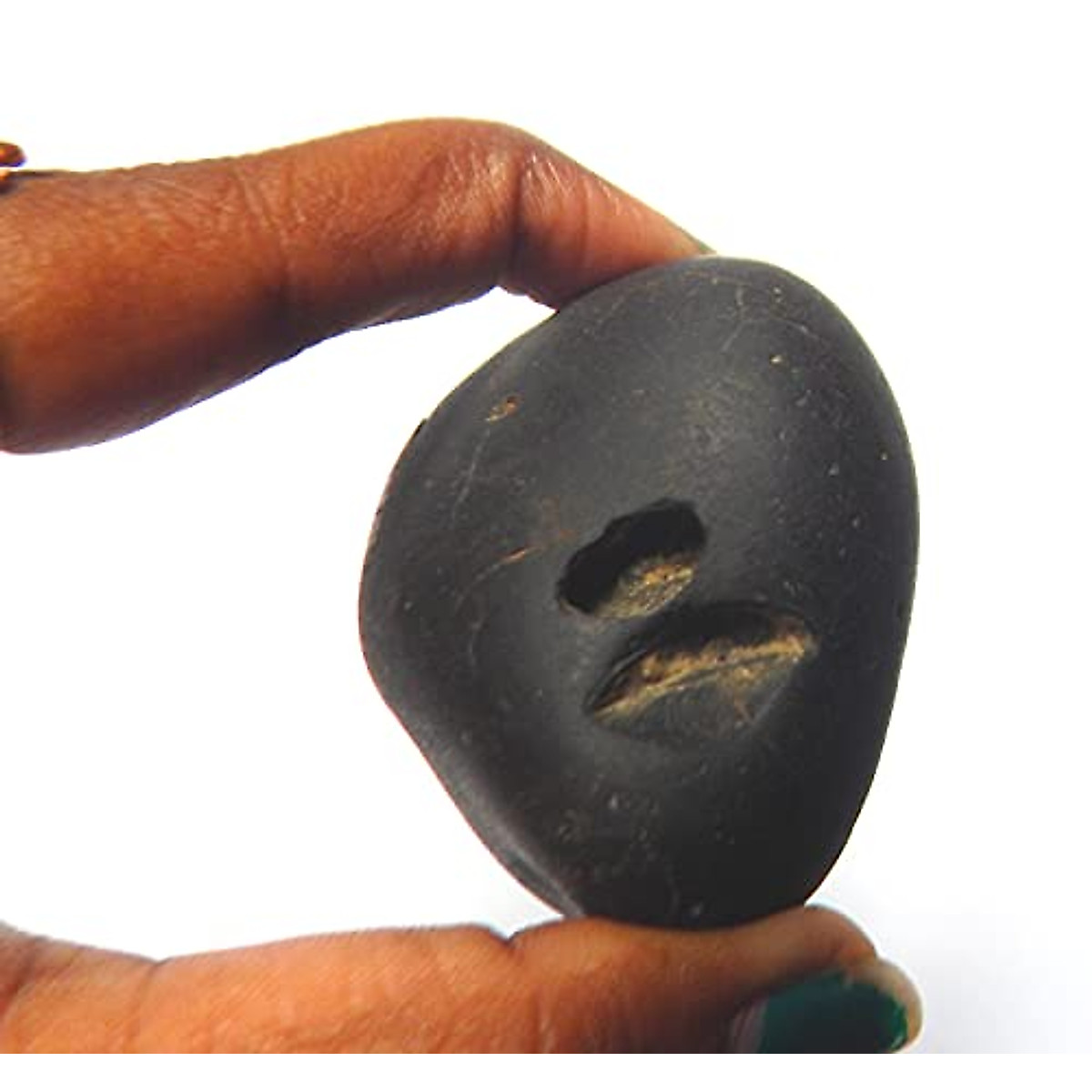 XUETZALCOATL Padmanabha Damodara Shaligram Sudarshan Shaligram 1.5cm - 2.5cm from Kali Gandaki 1 pcs