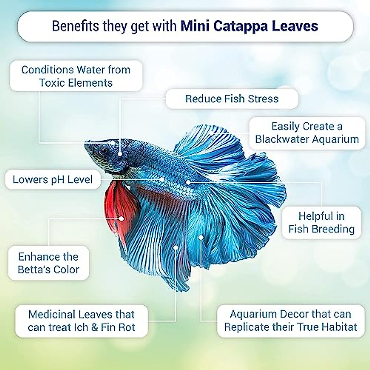 SunGrow 50 pcs Catappa Indian Almond Leaves for Betta Fish Tank Aquarium, 2” Water Conditioner Leaves, Leaf Also Suitable for Shrimp, Goldfish, Guppy and Frogs