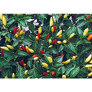 30+ Tabasco Hot Pepper Seeds Heirloom Non-GMO Red Chili Spicy, Rich Flavor, Productive, from USA HARLEY SEEDS