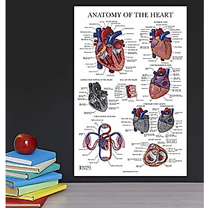 Palace Learning Heart Anatomy Poster - LAMINATED - Anatomical Chart of the Human Heart - 18" x 24"