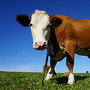 KOHAND 2 Pack 8 Inch Metal Steel Cow Bells, Noise Makers Hand Percussion Cowbell with Stick for Drum Set Percussion Instrument, Sporting Events, Wedding, Football, Black