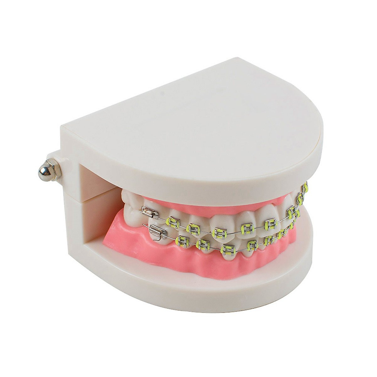 Dental Adult Typodont Demonstration Teeth Model Orthodontic Model Teeth Teach Study Model with Brackets