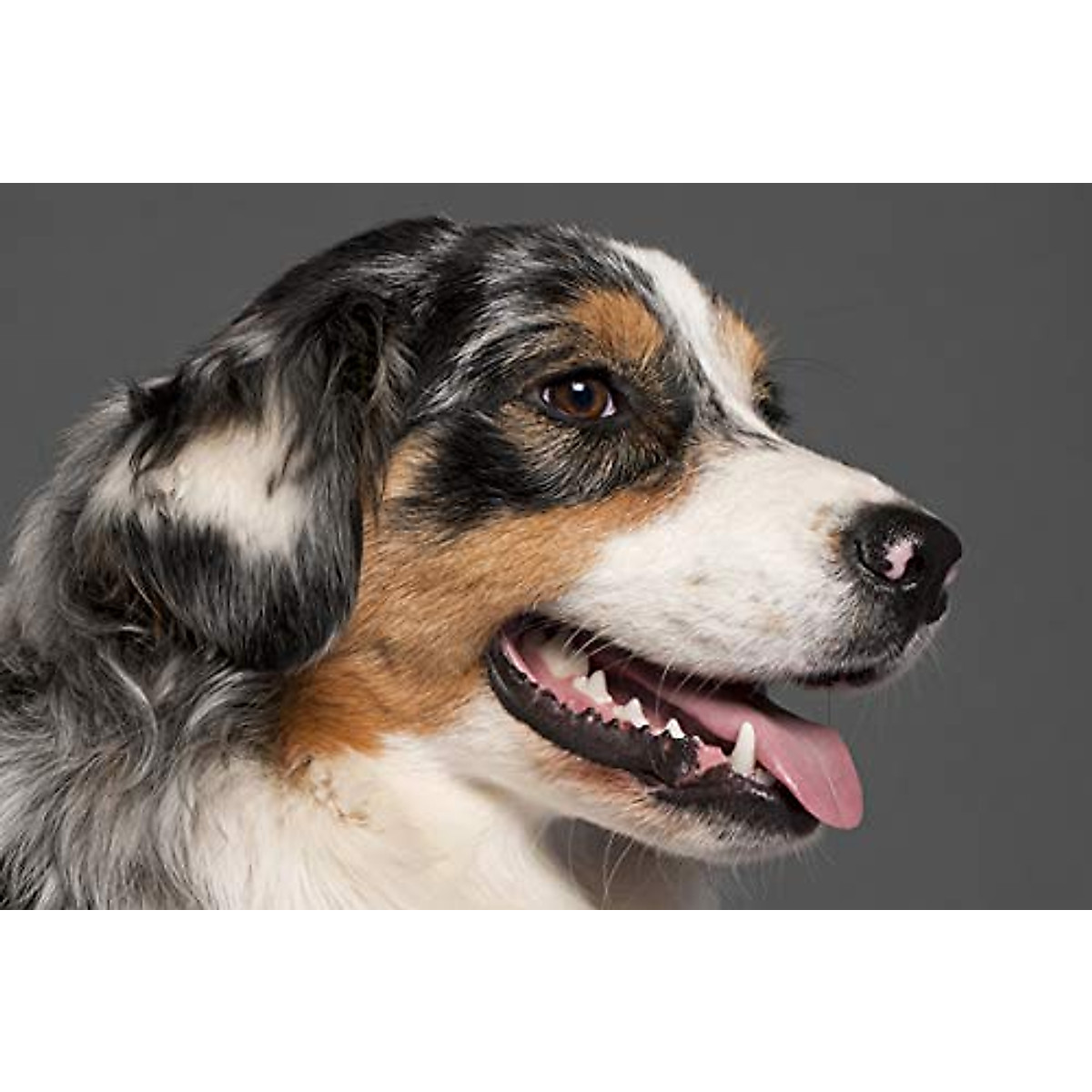 PET SUPPLEMENTS Dog Teeth Cleaning Treats - Dog Teeth Health Formula - Advanced Support Complex - Overall Health - Dog Vitamins Senior - 2 Bottles (120 Tablets)