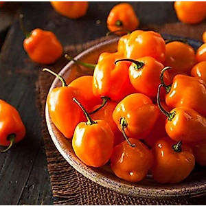 Orange Habanero Pepper - 60 Seeds, or 1/2 Gram - b68