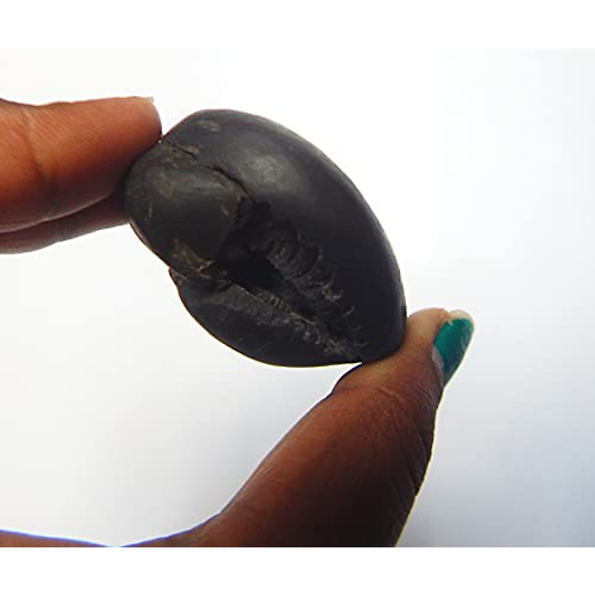 XUETZALCOATL Laxmi Narsimha shaligram Purnachakra Purnagarbha Shaligram Nepal Kali Gandki