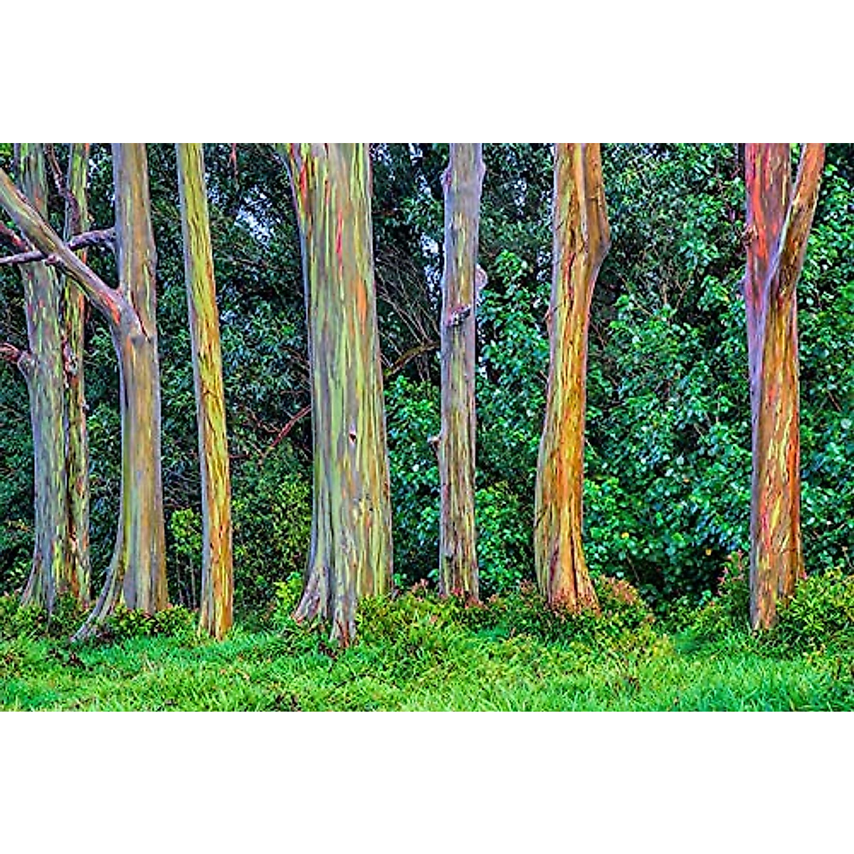 1-1000pcs Rainbow Eucalyptus Tree Seeds Indonesian Gum Mindanao Binacag Sarassa 0128 (25+ Seeds)