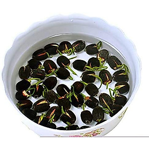 SAVOIR 40+ Bonsai Bowl Lotus Seeds, Water Lily Flower Plant Seeds, Ornamental Courtyard Finest Viable Mixed Colors Aquatic Water Features Seeds