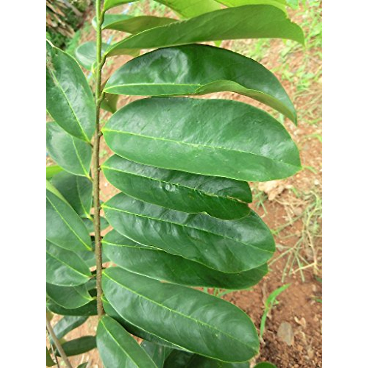 Ag Sop Soursop Graviola 100 Leaves
