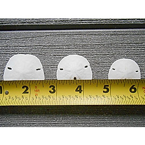 Tumbler Home Small Natural White Sand Dollars 50 pcs - Wedding - Sea Shell Craft 1 1/4" to 1 1/2" - Hand Picked and Professionally Packed