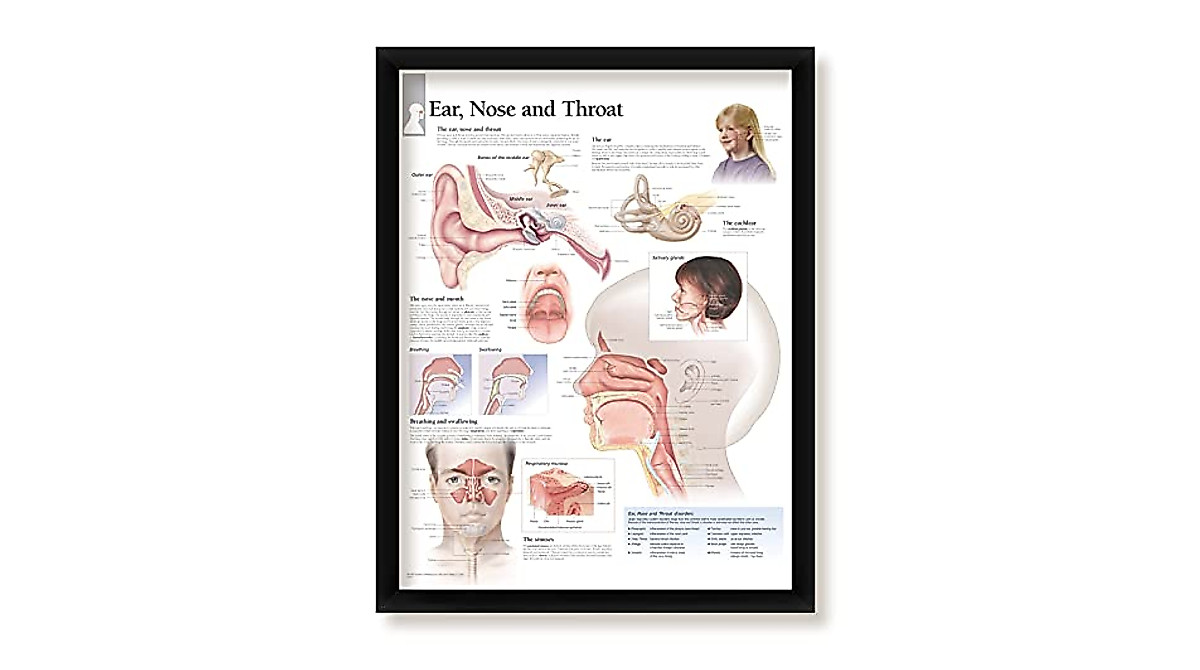 Framed Medical Posters Set - Ear, Nose & Throat