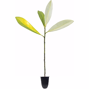 Sweet Bay Magnolia Tree | 30 Live Plants | Magnolia Virginiana | Beautiful Ornamental Specimen