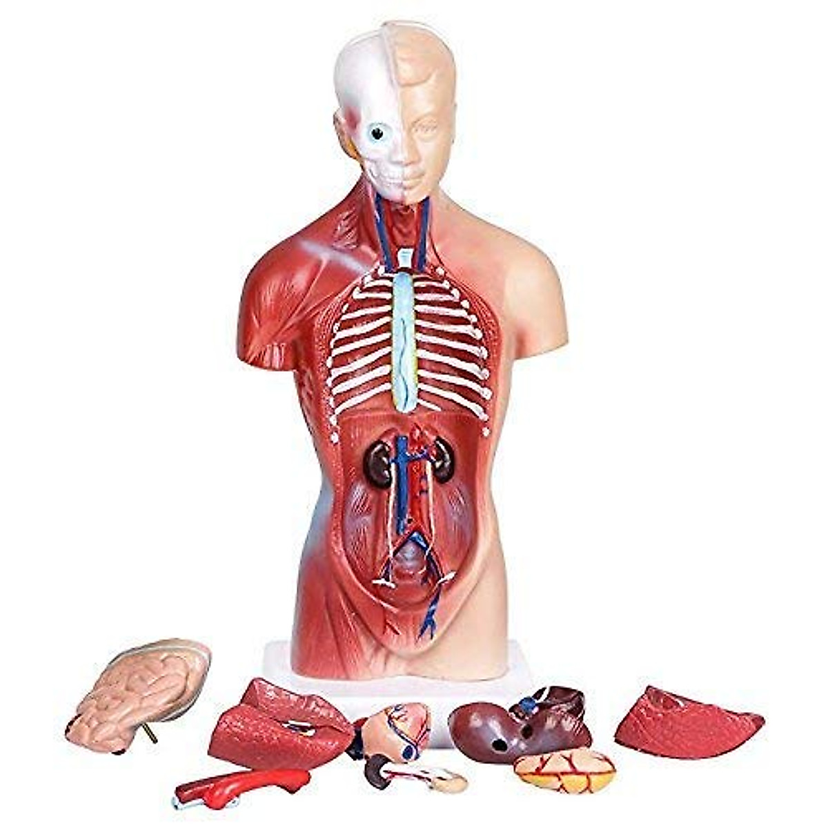 11inch Human Torso Body Model,Anatomy Medical Internal Organs Teaching Tools,15Removable Parts