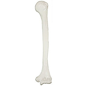 Axis Scientific Humerus Bone Model?–?Left Bone Replica, Features Natural Textures and Landmarks of Human Humerus Bone – Includes Detailed?Product Manual