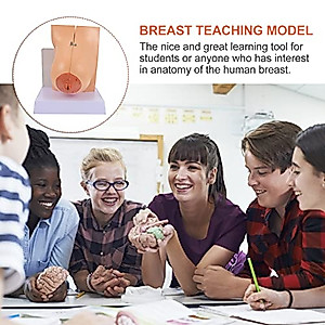 iplusmile Model of The Female Breast Human Breast Anatomy Model Lactation Teaching Nursing Trainning Education Tools for Medical Students and Teachers
