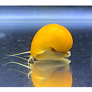 Shore Aquatic LLC Gold Mystery Snails x3 (Pomacea Bridgesii) with Java Moss Live Freshwater Snail-Insulated Priority Mail