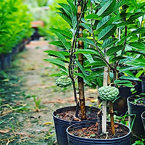 QAUZUY GARDEN Seeds - 20 Premium Custard Apple Buddha's Head Sugar Apple Sitafal Annona Cherimoya Fruit Tree Seeds, Non -GMO, Easy to Grow, Very Fresh Seeds