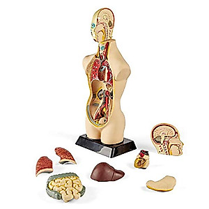hand2mind 19 Inch Tabletop Human Torso Model, Anatomically Accurate Kit, 10 Removable Human Organs, Anatomy Model for Kids, Human Anatomy Torso Model, Science School Supplies, Trachea Model