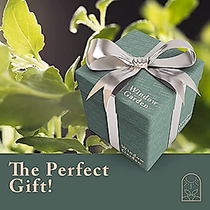 Window Garden Veg Ledge - Window Shelf for Plants, Clear Acrylic Shelves - Suction Cup Indoor Plant Holder - Glass Window Sill Extender for Microgreens Kit, Seed Starter Pots, Planters (1 Pack)