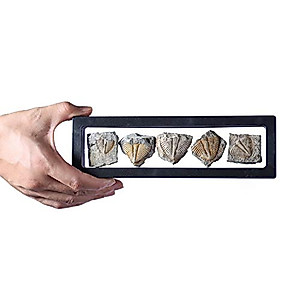 Set of 5 Authentic Arthropod Real Trilobite Tail Fossil Rocks Kit Come 450 Million Years ago for Collections and Education