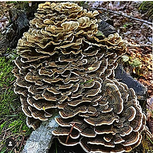 100 Turkey Tail Mushroom Spawn Plugs to Grow Gourmet and Medicinal Mushrooms at Home or commercially.