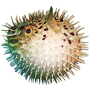 Puffer Porcupine Real Blowfish Nautical Fish Décor with Hanger (10")
