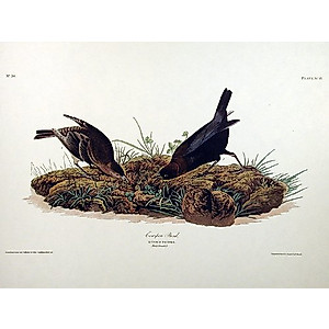 Cow-pen Bird. From"The Birds of America" (Amsterdam Edition)