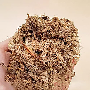 Sphagnum Moss Potting Mix Soil for Carnivorous Plants, Potting Orchid, Sarracenia, Pitcher Plants, and More, All Natural (1 Qt)