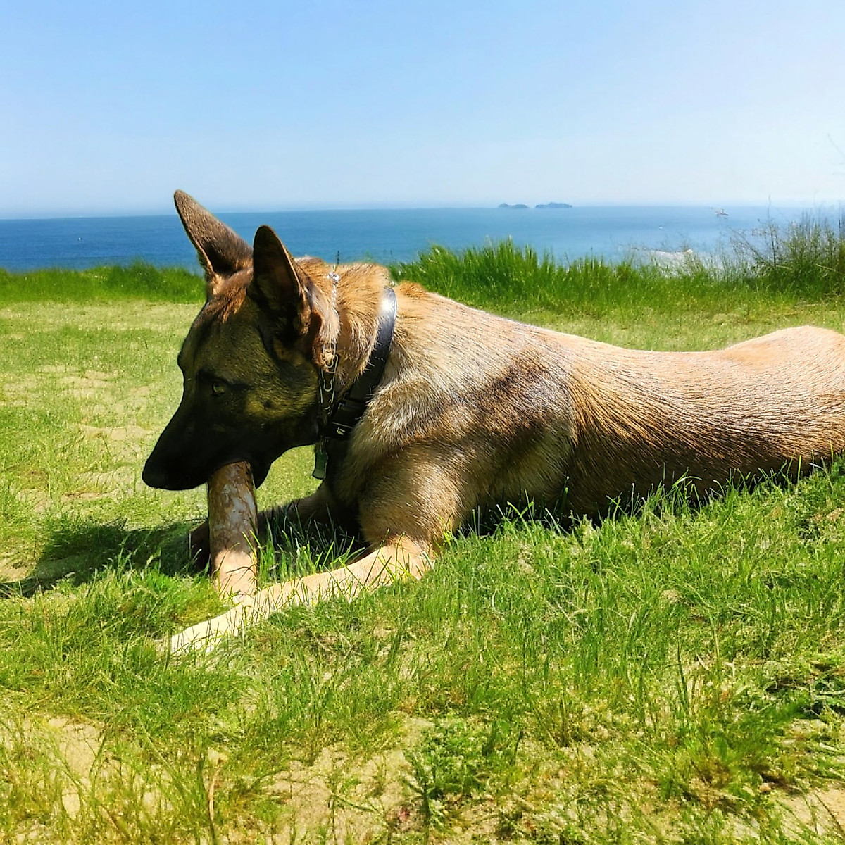 Unleashed Concepts Natural Coffee Wood chew for Dogs (Medium)