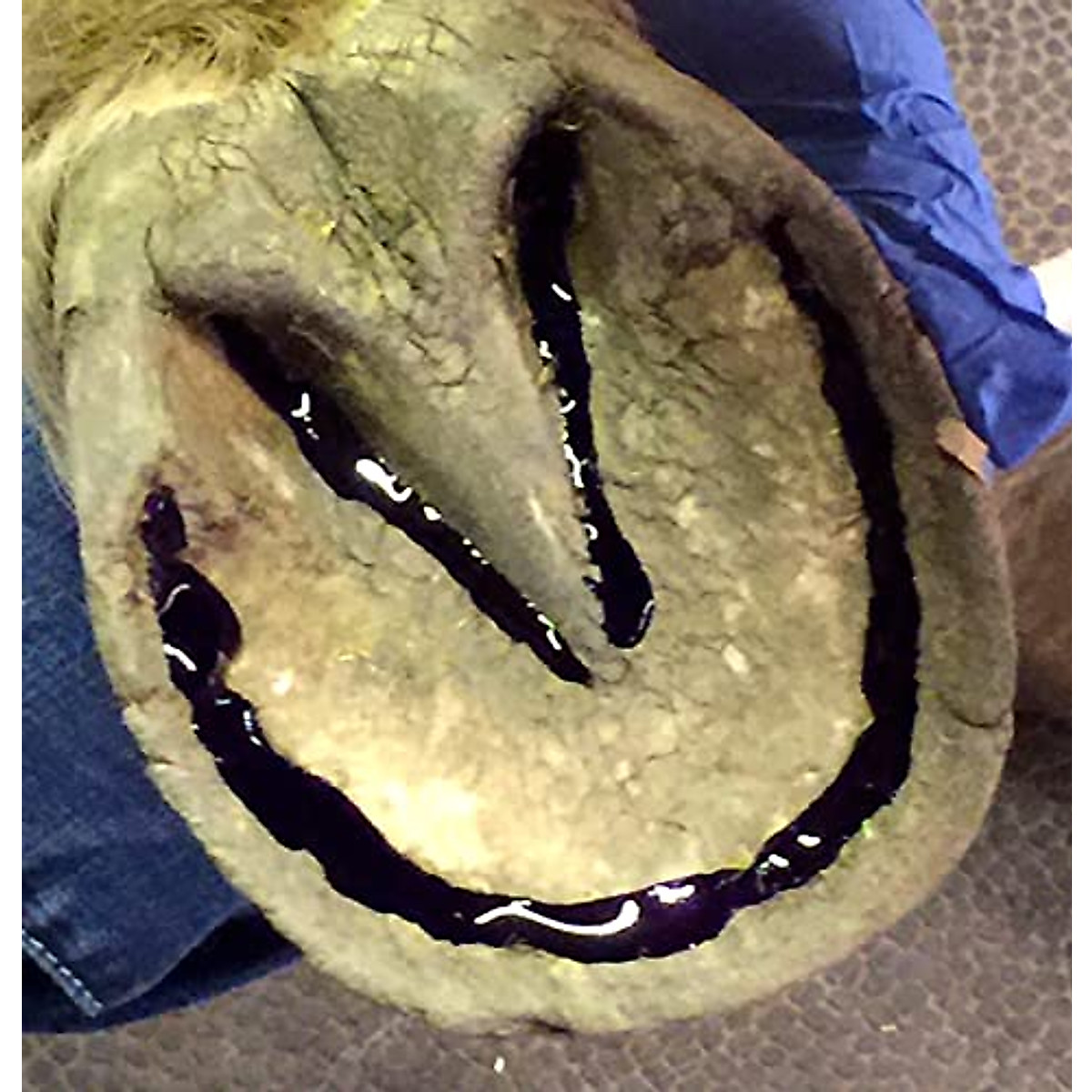 SAV-A-HOOF Gel II by SBS Equine, Hoof Treatment, Long - Lasting Time Release Formula, No Messy Waste or Run-Off (4 oz)