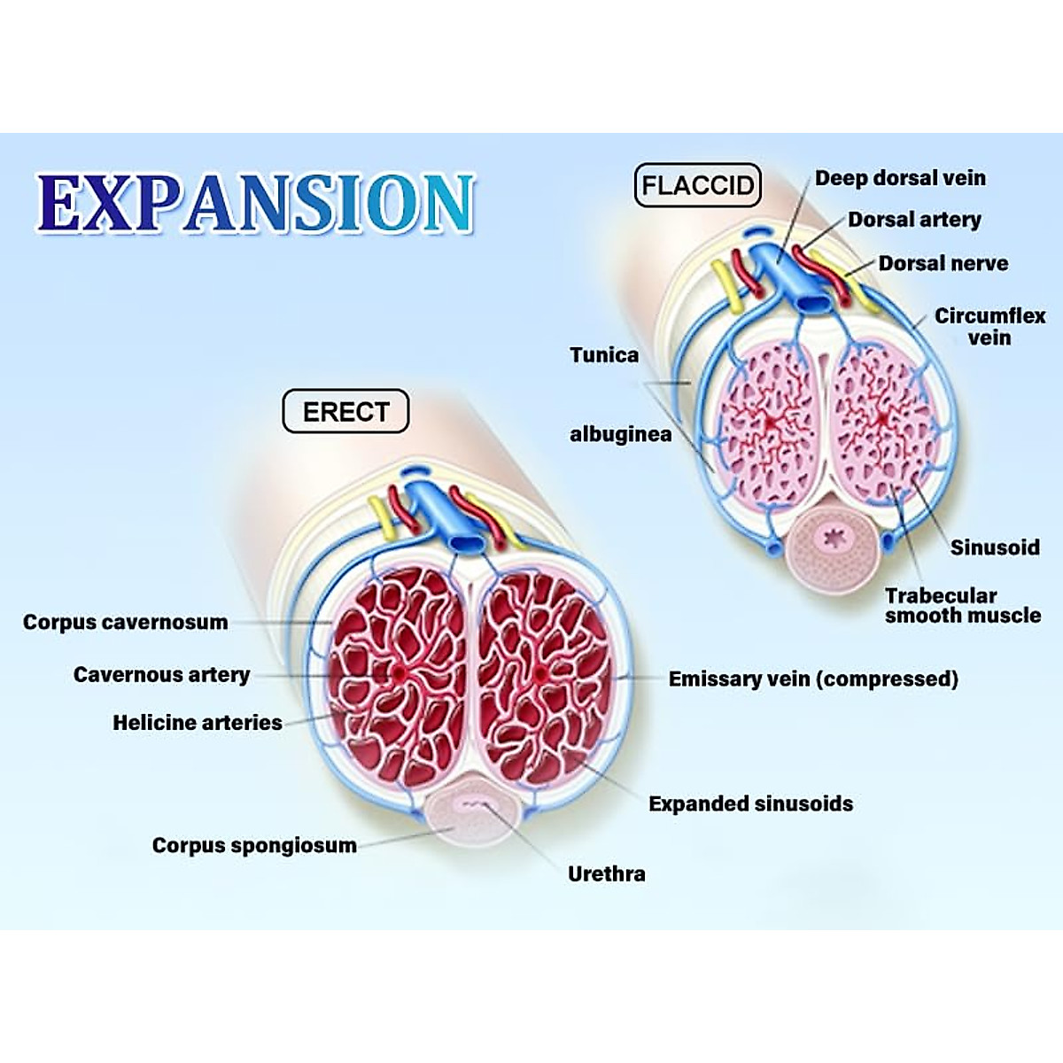 Electric Penis Enlarge Vacuum Pump with 4 Suction Intensities, Adorime Rechargeable Automatic High-Vacuum Penis Enlargement Extend Pump, Air Pressure Device Black