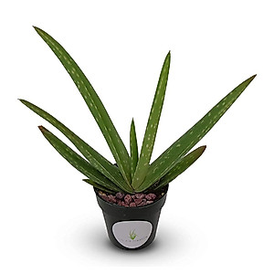 Live Aloe Vera Succulent Aloe Barbadensis Aloe 8"-12" Tall in 3.5" Pot
