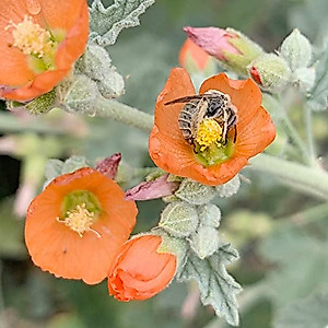 QAUZUY GARDEN 20 Seeds Desert Globemallow Apricot Mallow Seeds Sphaeralcea Ambigua- Drought Tolerant - Showy Evergreen Shrublet Flower- Easy Grow& Maintain
