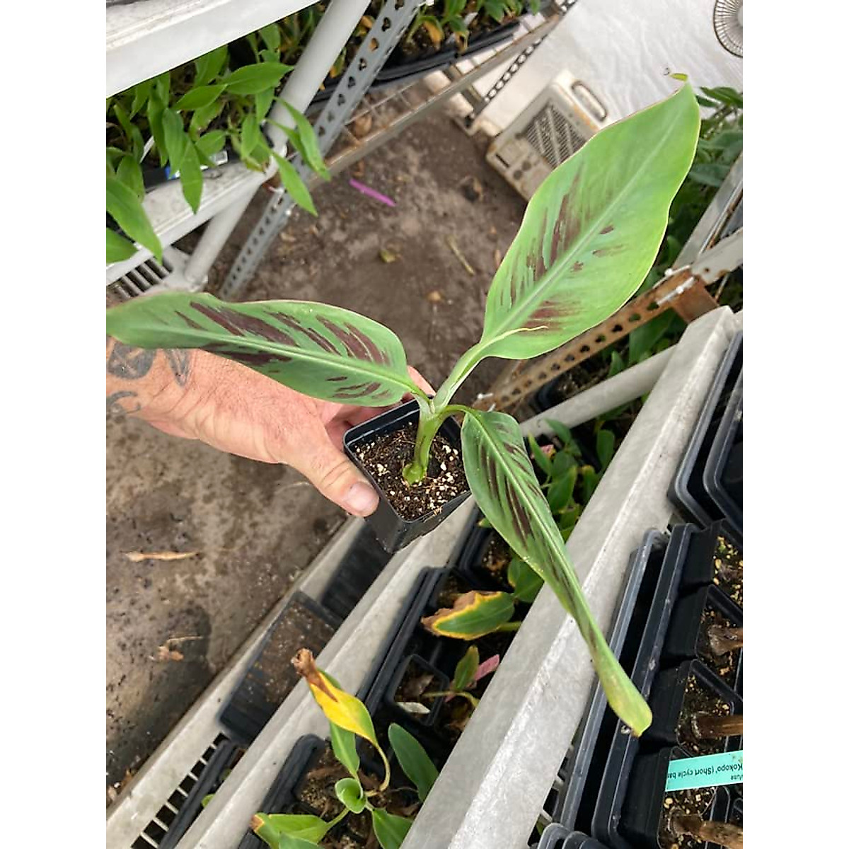 Dwarf Red Banana - Edible Red Banana - Sumatrana “X” Cross Banana