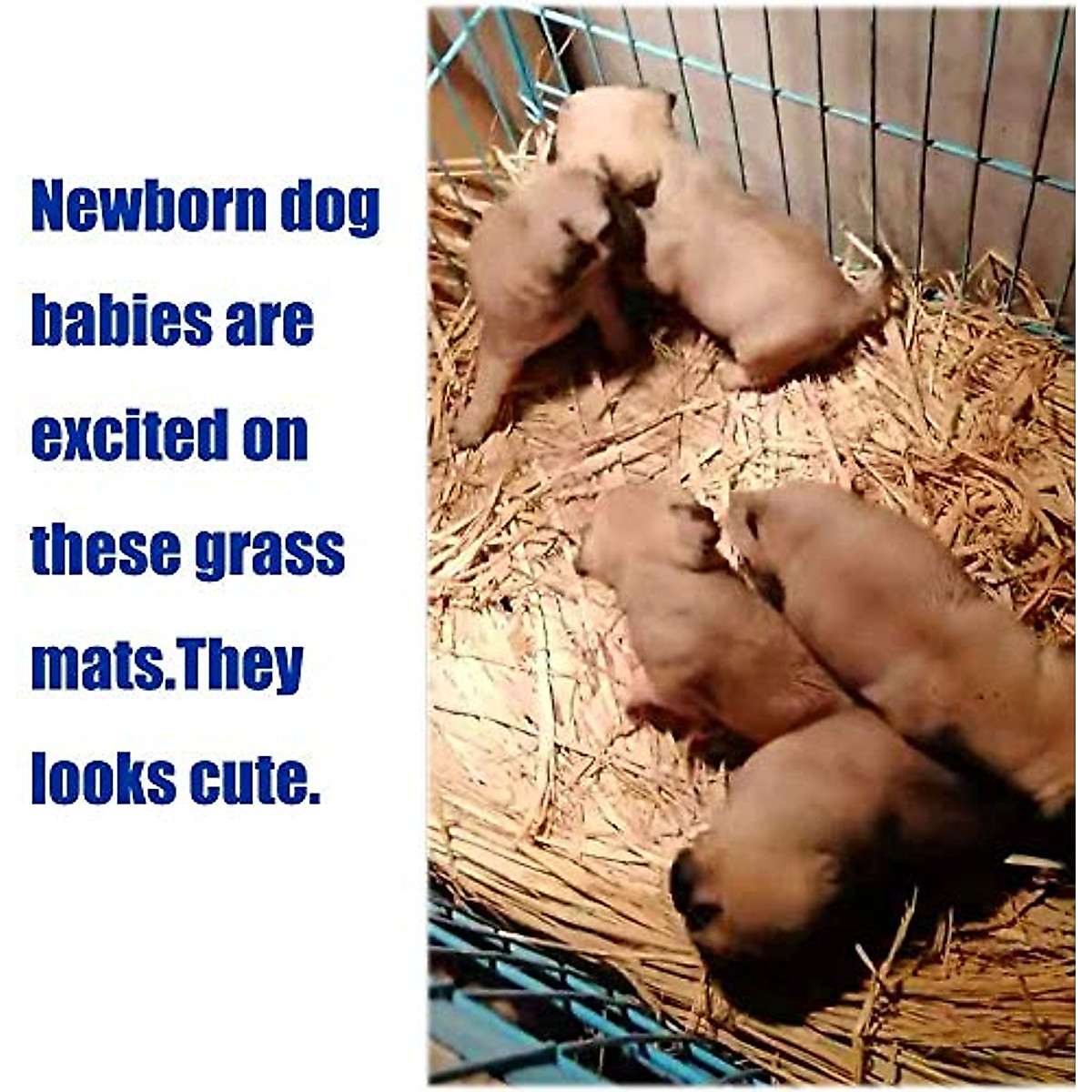 Grass Mat for Rabbit Bunny Chew Toys Woven Bed Mat for Guinea Pig Chinchilla Squirrel Hamster Cat Dog and Small Animal (8PCS Grass mat)