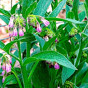 200 Pcs Symphytum Officinale Comfrey Seeds