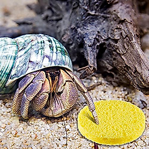 8 Pieces Hermit Crab Sponges Pets Crab Real Sea Sponges Unbleached Water Dish Sea Sponge Provide Nutrients Crab Sponges for Pet Hermit Crab Tank Humidity Supplies