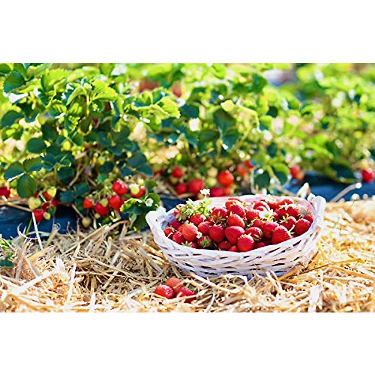Organic Garden Straw (10lb) | Blue Mountain Hay | Straw Mulch for Raised Bed Gardens, Yard Landscaping, New Lawn Grass Seed Plantings, Tomato & Vegetable Compost & Fertilizer | Covers up to 150 sq ft