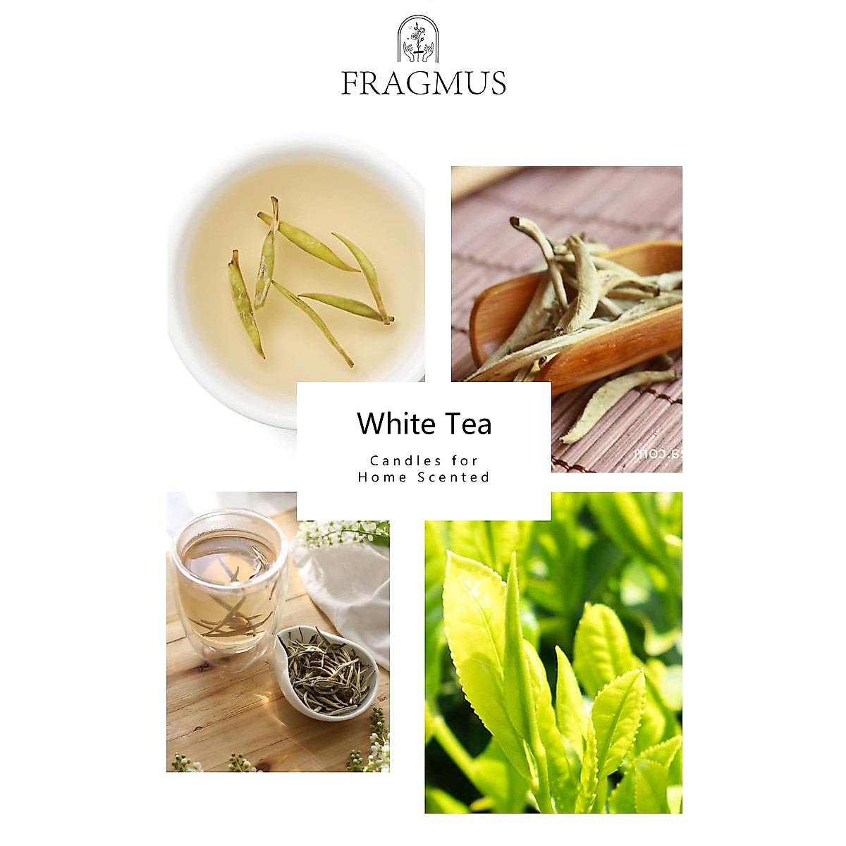 FRAGMUS Candles for Home Scented, White Tea Refreshing Scents, Natural Soy Wax Candle Jar, Stress Relief Candles Gifts for Women (3.5 OZ)